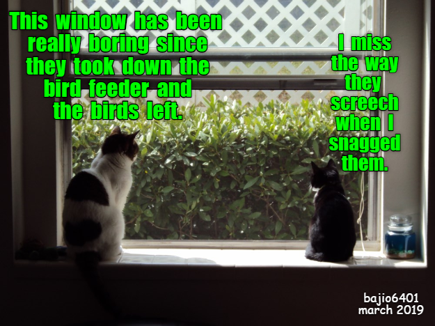 MEMORIES GONE BY - Lolcats - lol | cat memes | funny cats | funny cat ...