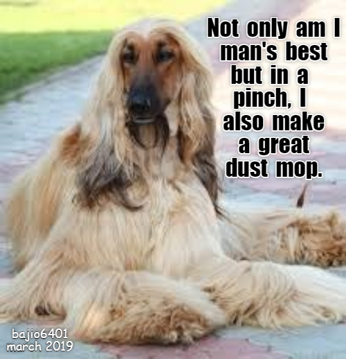 I CAN MULTITASK WITH THE BEST OF THEM - I Has A Hotdog - Dog Pictures ...