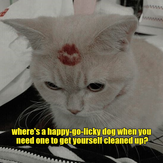 Happy-go-licky - Lolcats - lol | cat memes | funny cats | funny cat ...