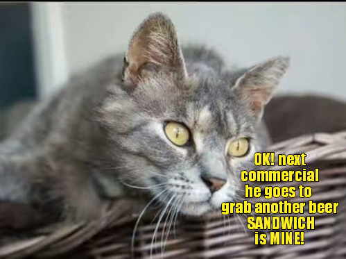 Game Strategy Master - Lolcats - lol | cat memes | funny cats | funny ...