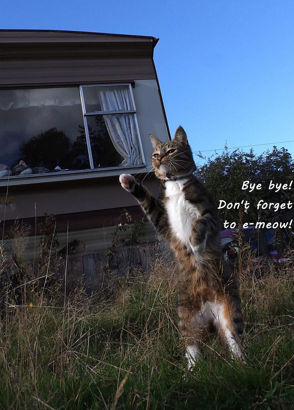 Bye bye! - Lolcats - lol | cat memes | funny cats | funny cat pictures ...