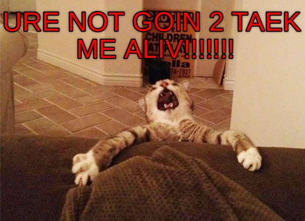 VET VISIT DAY - Lolcats - lol | cat memes | funny cats | funny cat ...