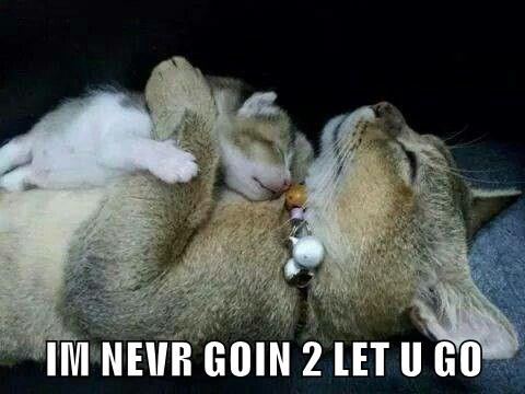 IM NEVR GOIN 2 LET U GO - Cats N' Kittens - Cat Pictures - Cute Kittens