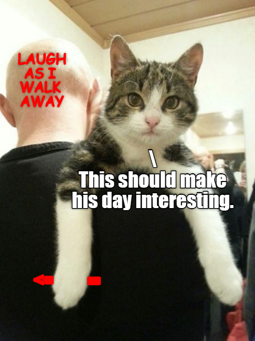 Prank Cat Spreads the Paranoia - Lolcats - lol | cat memes | funny cats ...