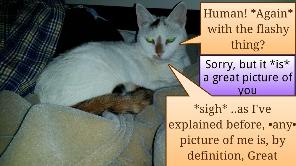 True, all of it's true - Lolcats - lol | cat memes | funny cats | funny ...