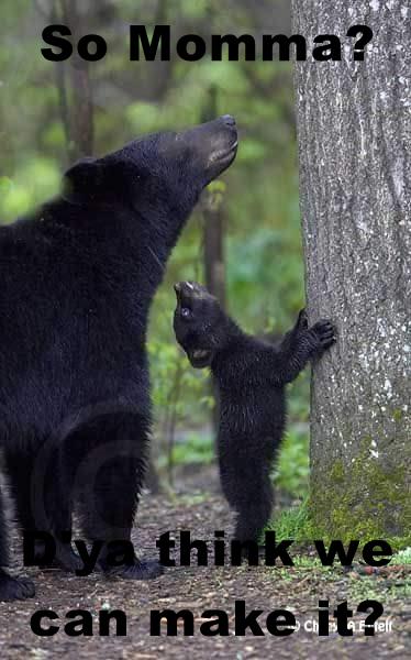 So Momma? D'ya think we can make it? - Animal Comedy - Animal Comedy ...