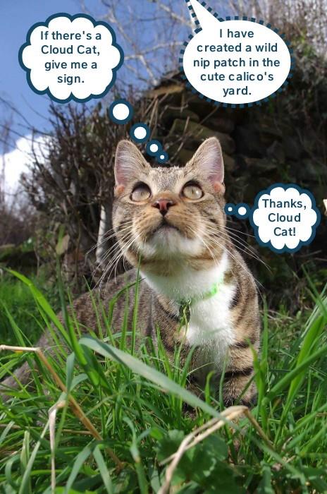 If there's a Cloud Cat, give me a sign! - Lolcats - lol | cat memes ...