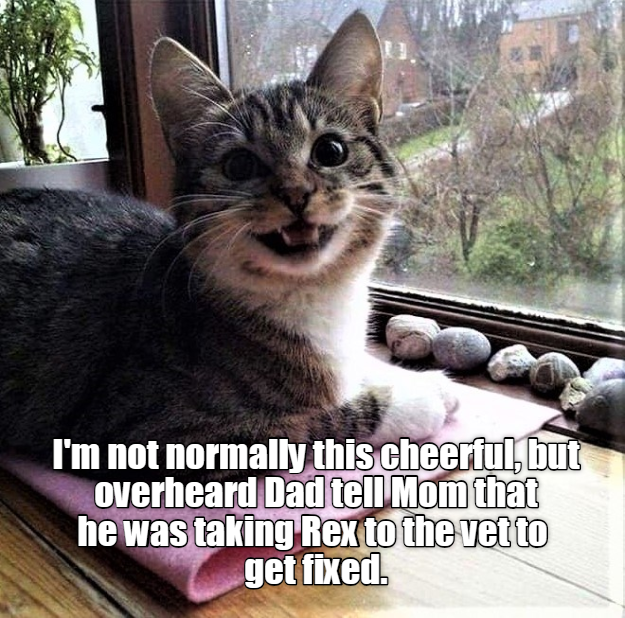 Cheerful cat is cheerful - Lolcats - lol | cat memes | funny cats ...