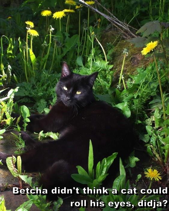 Didja? - Lolcats - lol | cat memes | funny cats | funny cat pictures ...