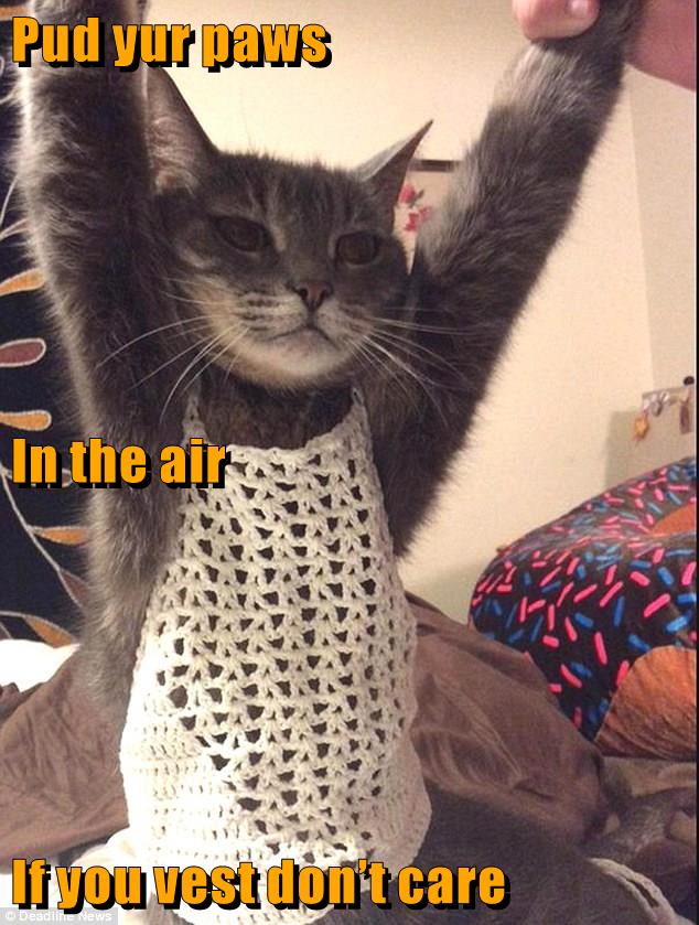 Pud yur paws In the air If you vest don’t care - Lolcats - lol | cat ...