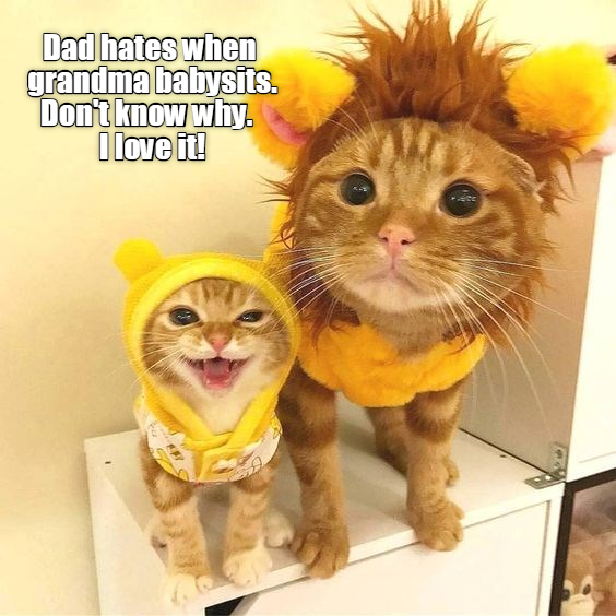 Loving it! - Lolcats - lol | cat memes | funny cats | funny cat ...