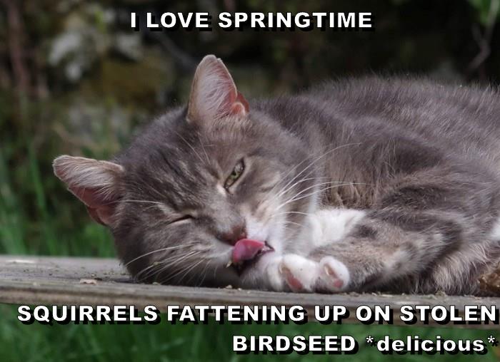 I LOVE SPRINGTIME - Lolcats - lol | cat memes | funny cats | funny cat ...