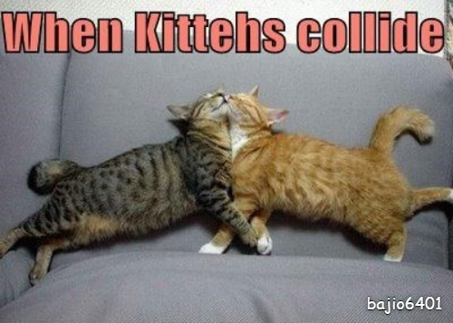 HEY, WATCH WHERE YOU'RE LAYING! - Lolcats - lol | cat memes | funny ...