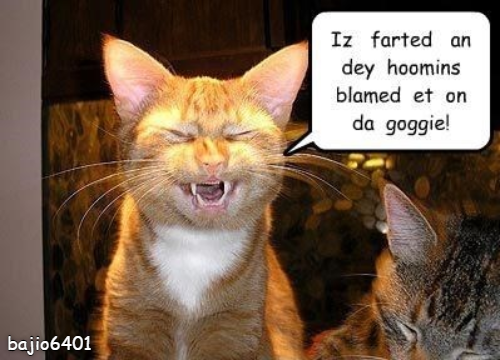 BLAME SOMEONE ELSE - Lolcats - lol | cat memes | funny cats | funny cat ...