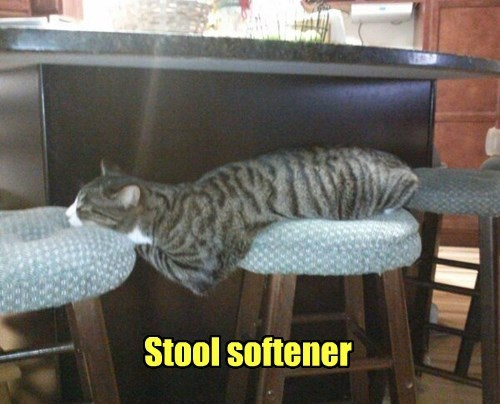 The variant definition - Lolcats - lol | cat memes | funny cats | funny ...