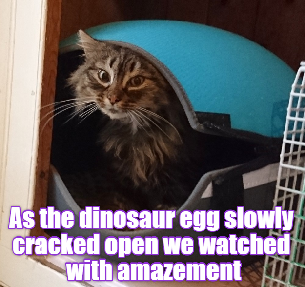 Cats are Tiny, Furry Dinosaurs - Who Knew? - Lolcats - lol | cat memes ...