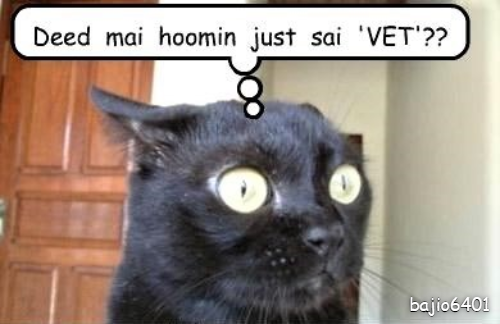 THAT'S NOT GOOD - Lolcats - lol | cat memes | funny cats | funny cat ...