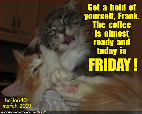 TGIF - Lolcats - lol | cat memes | funny cats | funny cat pictures with ...