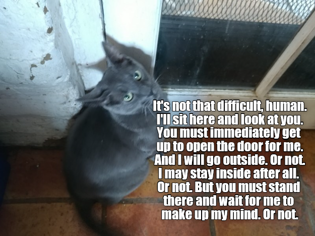 Those are the rules, human - Lolcats - lol | cat memes | funny cats ...