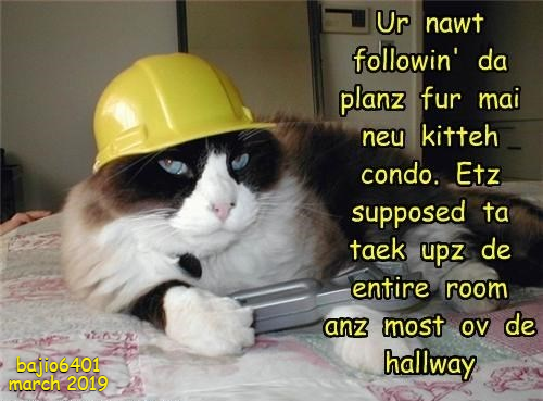 STICK TO THE PLANS - Lolcats - lol | cat memes | funny cats | funny cat ...