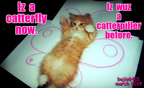 CATAMORPHOSIS - Lolcats - lol | cat memes | funny cats | funny cat ...