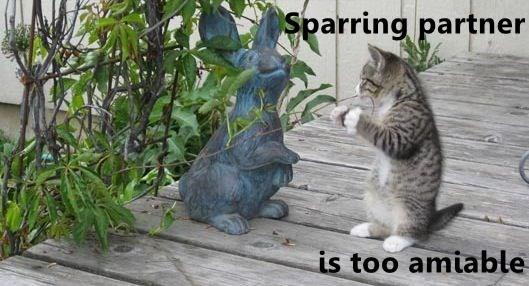 Sparring partner is too amiable - Lolcats - lol | cat memes | funny ...