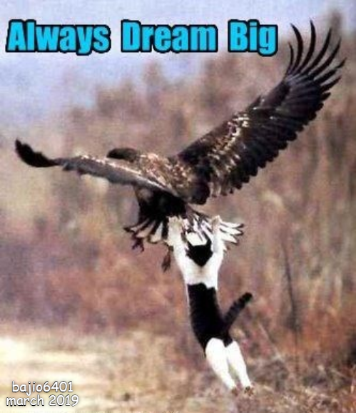 Dream big - Lolcats - lol | cat memes | funny cats | funny cat pictures ...
