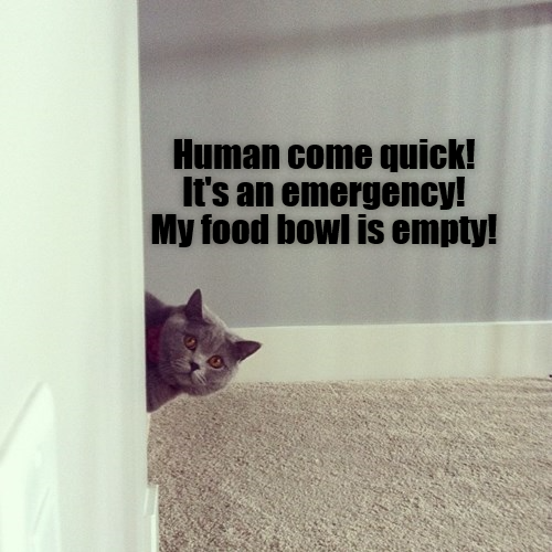 Human come quick! - Lolcats - lol | cat memes | funny cats | funny cat ...