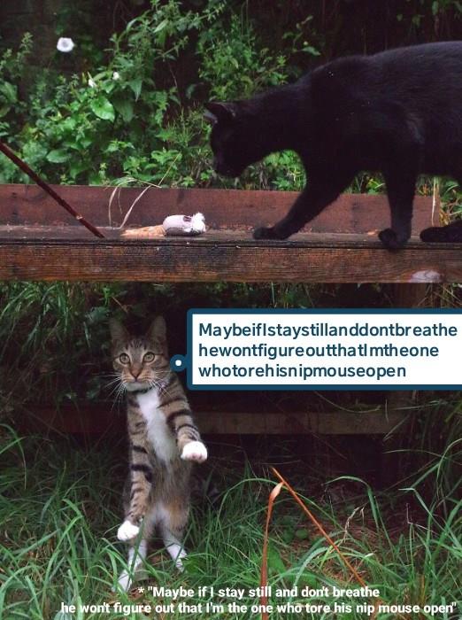 Caught! - Lolcats - lol | cat memes | funny cats | funny cat pictures ...