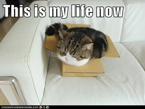 This is my life now - Lolcats - lol | cat memes | funny cats | funny ...