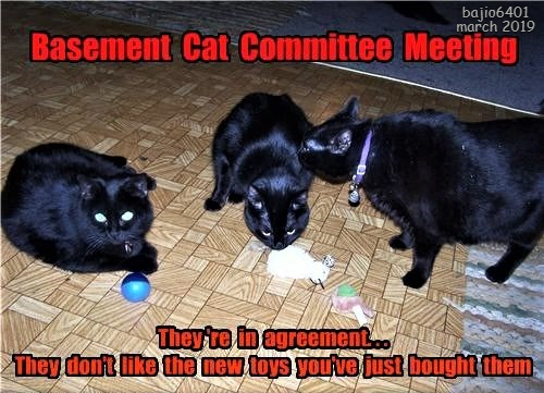 YOU'VE GONE AND MADE A MISTAKE - Lolcats - lol | cat memes | funny cats ...