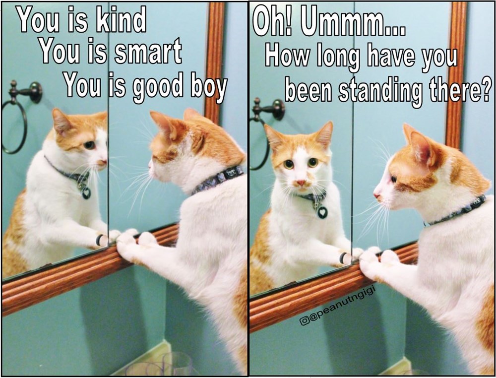 Monday Morning Pep Talk - Lolcats - lol | cat memes | funny cats ...
