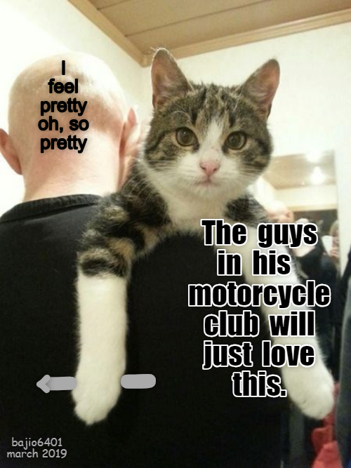 PRANK CAT DOING WHAT HE CAN TO HELP - Lolcats - lol | cat memes | funny ...