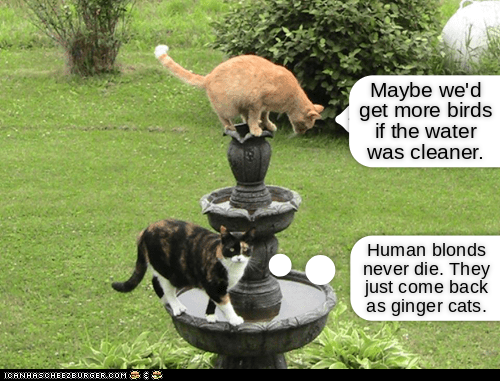 Yeah, that'll work - Lolcats - lol | cat memes | funny cats | funny cat ...