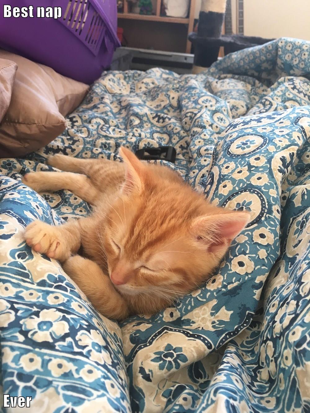 Best nap Ever - Cats N' Kittens - Cat Pictures - Cute Kittens