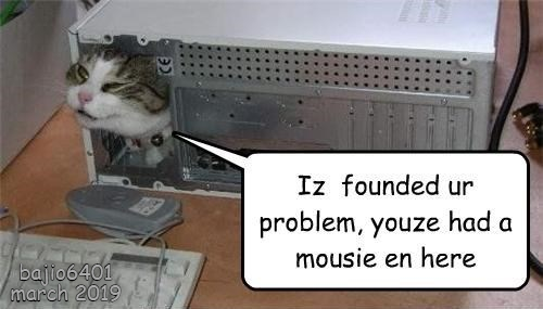 THE IT TECH DOES IT AGAIN - Lolcats - lol | cat memes | funny cats ...