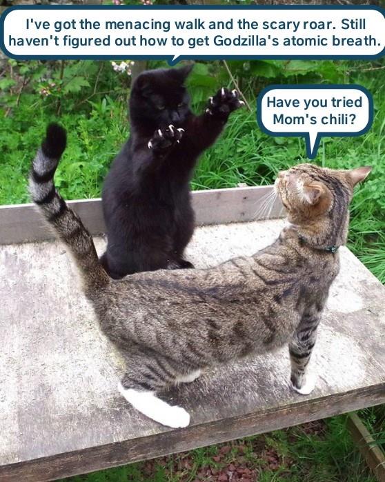 They say he's got to go, all right - Lolcats - lol | cat memes | funny ...