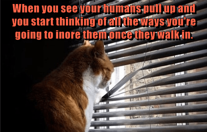 When you see your humans pull up - Lolcats - lol | cat memes | funny ...