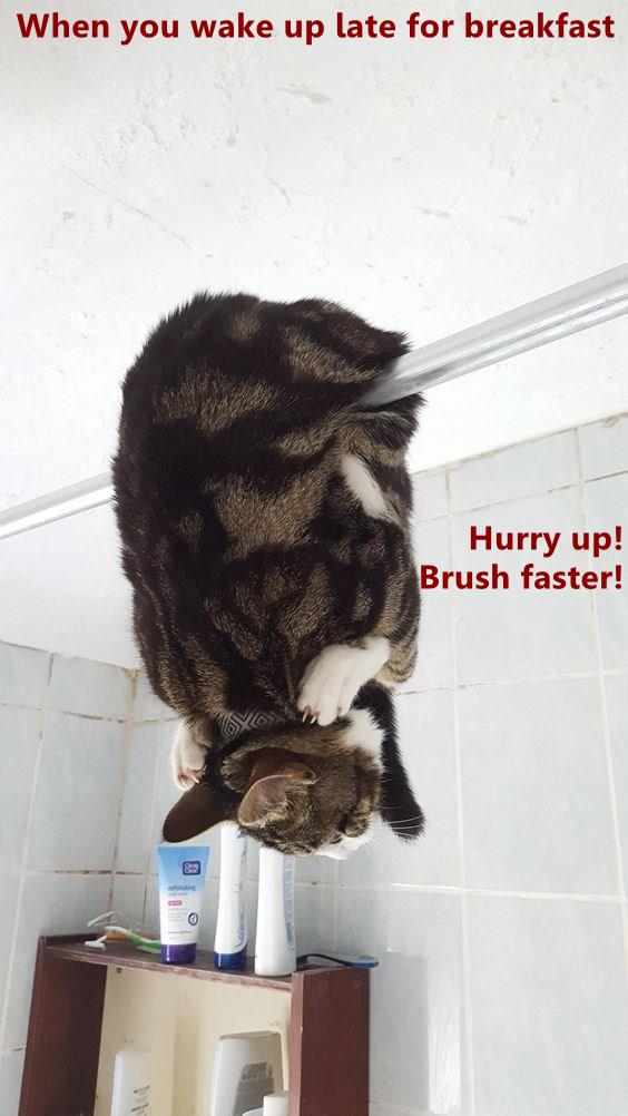 When you wake up late for breakfast - Lolcats - lol | cat memes | funny ...