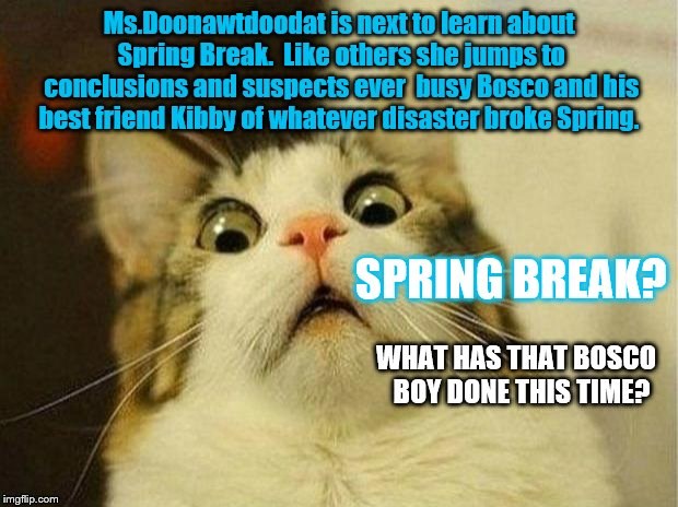 Spring Break! - Lolcats - lol | cat memes | funny cats | funny cat ...