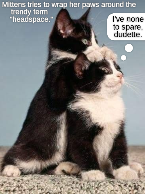 "Headspace" - Lolcats - lol | cat memes | funny cats | funny cat ...