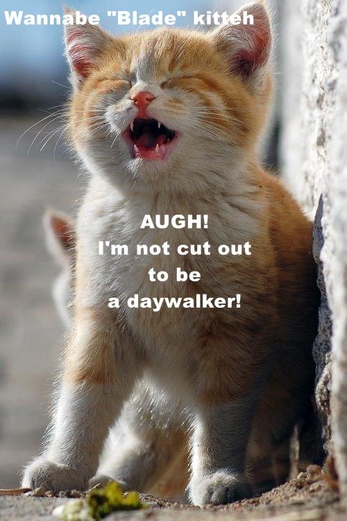 "Blade" kitteh - Lolcats - lol | cat memes | funny cats | funny cat ...