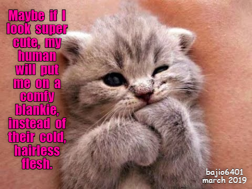 I REALLY WANT TO LAY ON A BLANKIE - Lolcats - lol | cat memes | funny ...