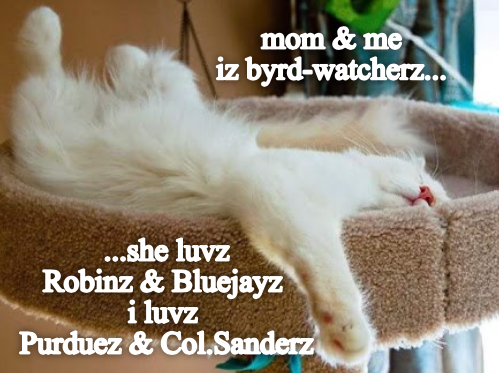 Family Hobby - Lolcats - lol | cat memes | funny cats | funny cat ...