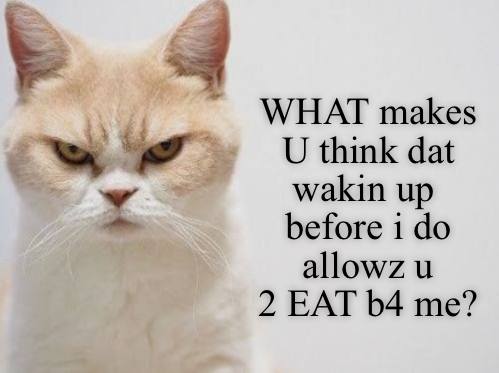 Question Best Answered CAREFULLY - Lolcats - lol | cat memes | funny ...