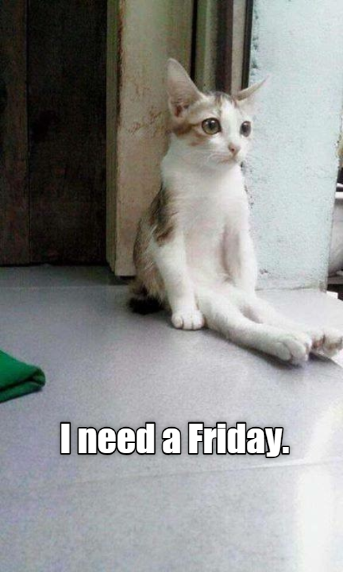 Friday - Lolcats - lol | cat memes | funny cats | funny cat pictures ...