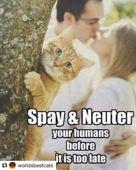 Spay & Neuter - I Can Has Cheezburger?