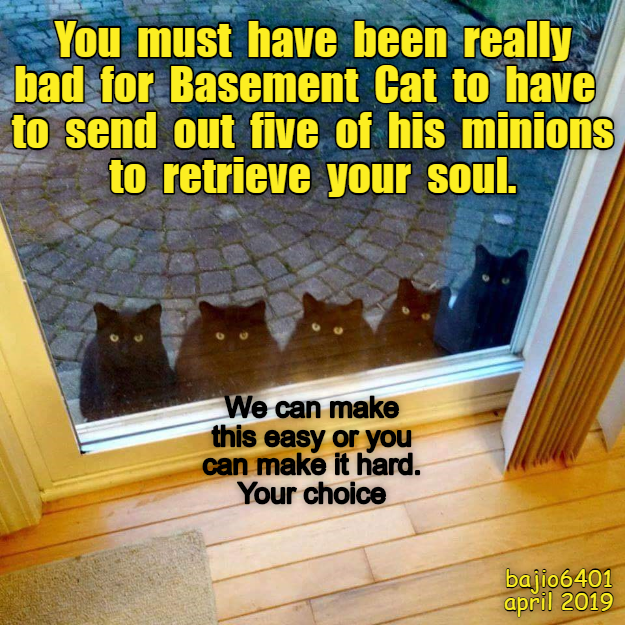 YOU'RE EXTRA SPECIAL - Lolcats - lol | cat memes | funny cats | funny ...