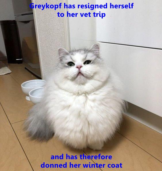 Greykopf has resigned herself to her vet trip and has therefore donned ...