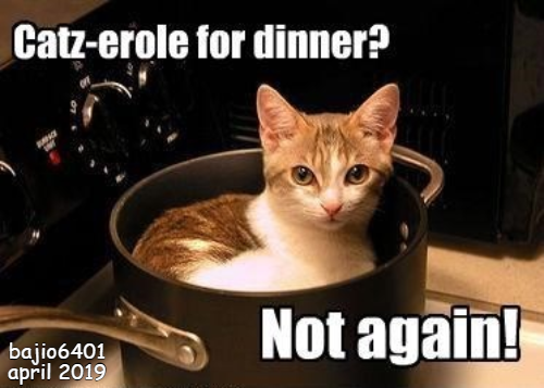 LET'S GET TAKE OUT THIS TIME - Lolcats - lol | cat memes | funny cats ...